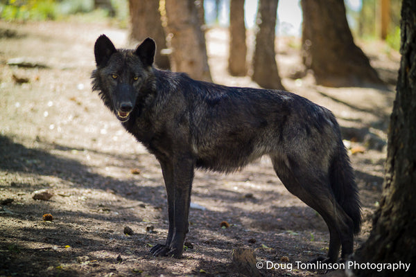Midnight Wolf - 1186 - Doug Tomlinson Photography